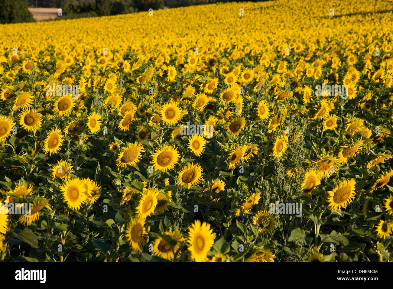 Sunflowers, Provence, France, Europe Stock Photo - Alamy