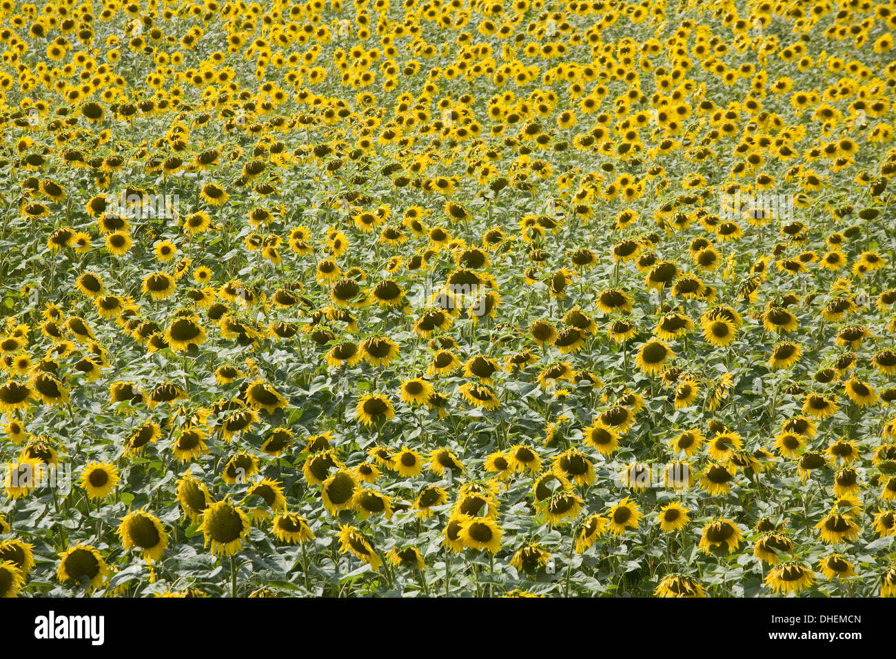 Sunflowers, Provence, France, Europe Stock Photo - Alamy