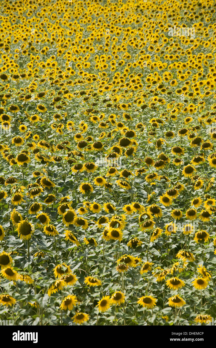 Sunflowers Provence High Resolution Stock Photography and Images - Alamy