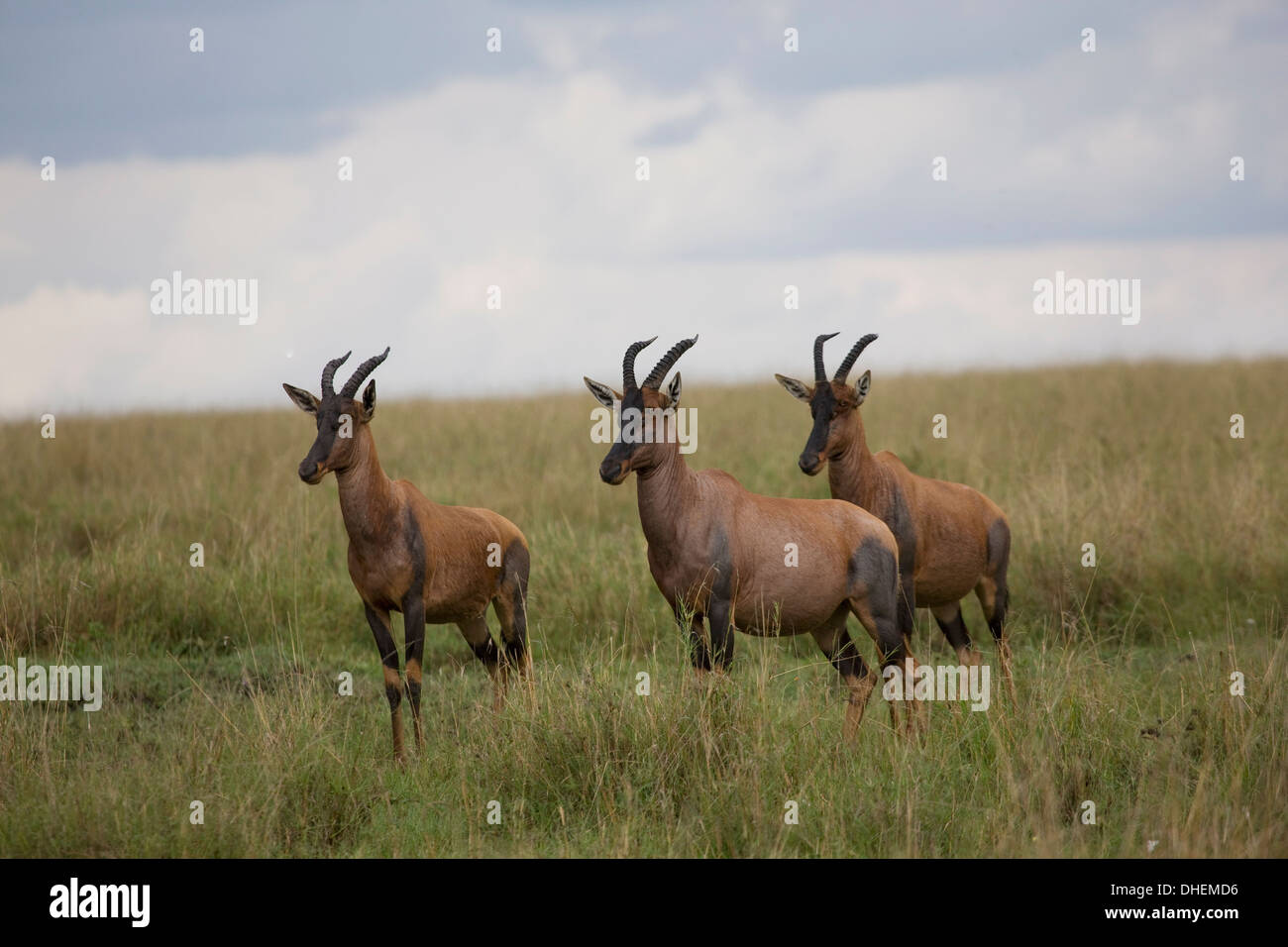 Topi hi-res stock photography and images - Alamy