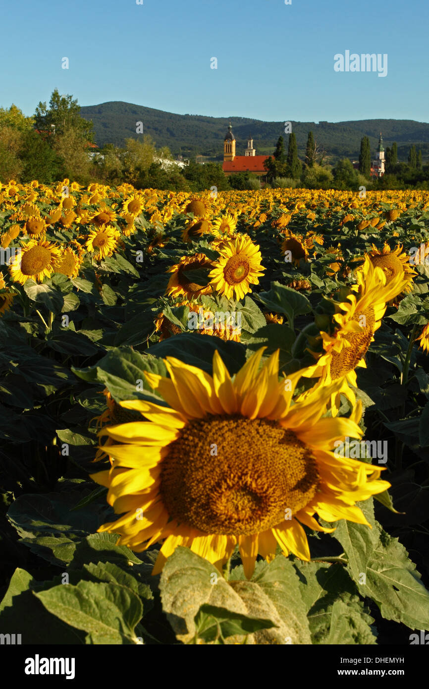 Sunflower field slovakia hi-res stock photography and images - Alamy