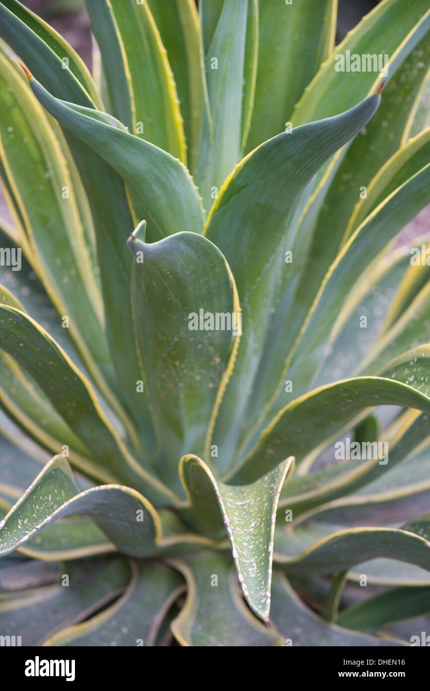 Agave desmettiana hi-res stock photography and images - Alamy