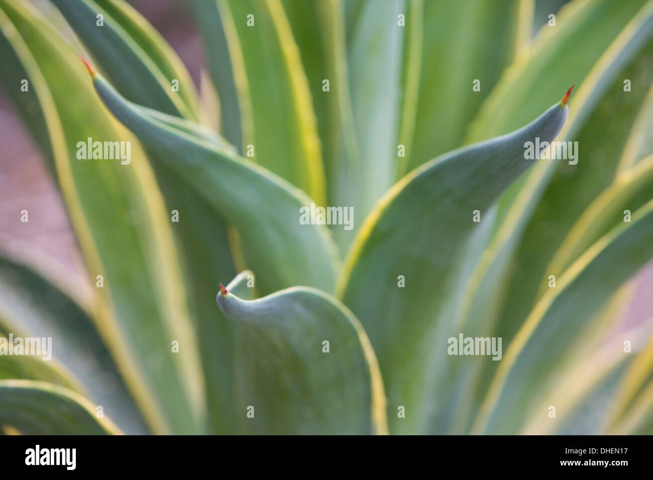 Agave Desmettiana Varigata Jacobi, Jardin Botanico (Botanical Gardens ...