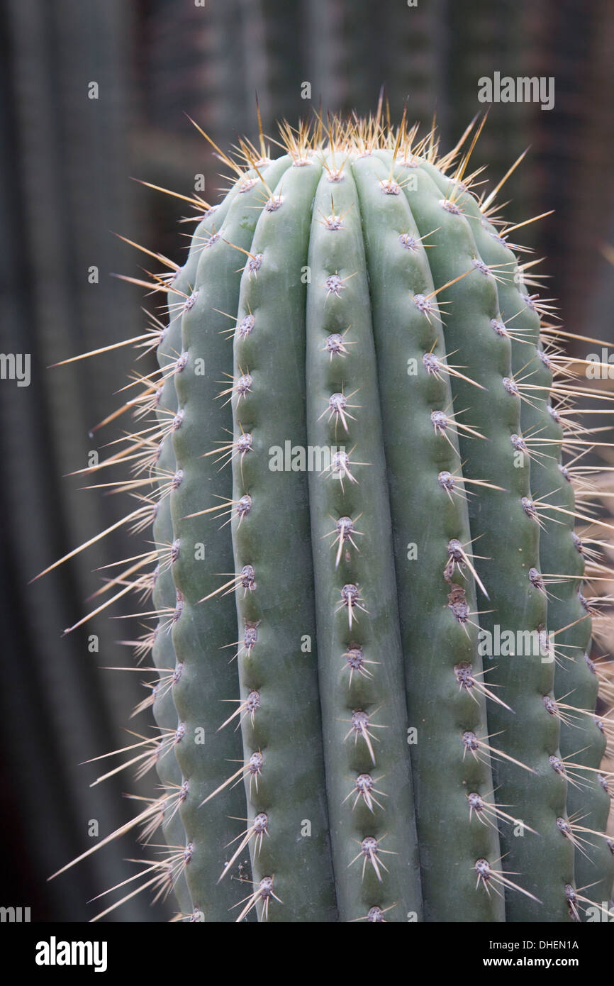 Cactus, Azureocereus Hertlingianus Backeb, Jardin Botanico (Botanical ...