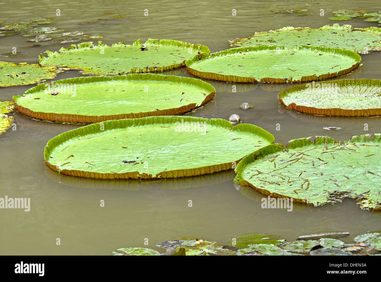 Floating lily leaves Stock Photo - Alamy