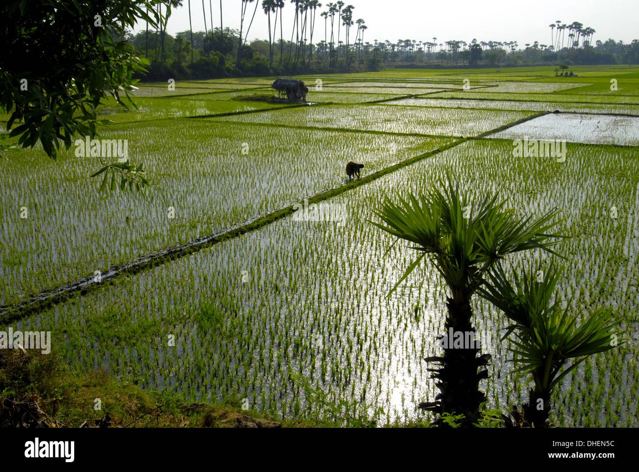 Rice fields of tamil nadu hi-res stock photography and images - Alamy