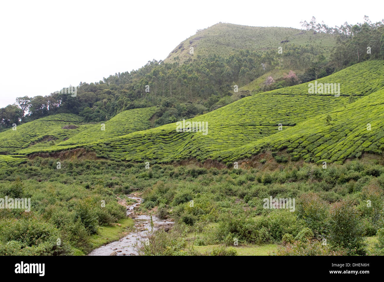 Landscape, Munnar, Kerala, India, Asia Stock Photo - Alamy