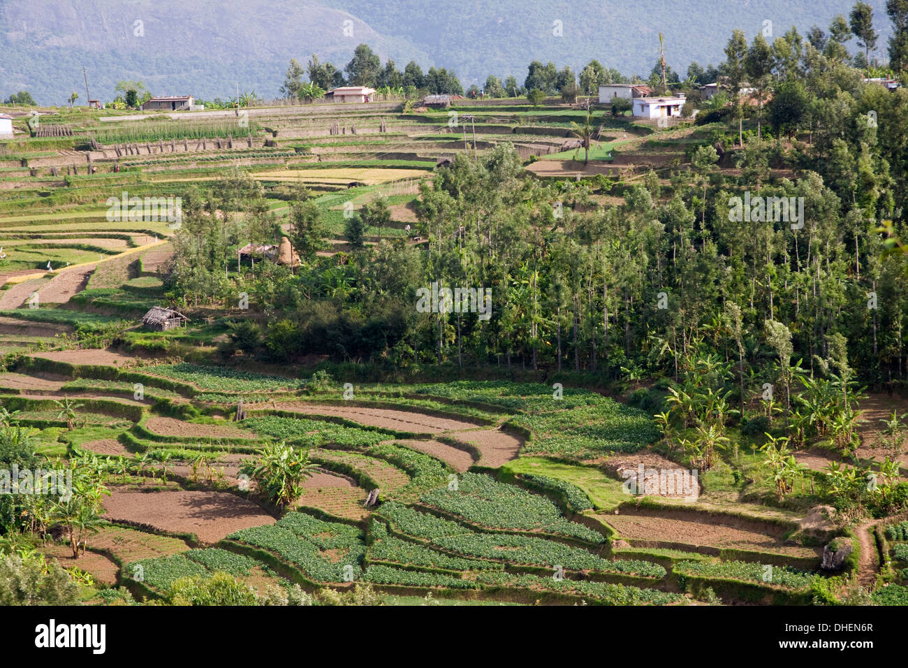 Terrace farming, Marayoor, Idukki district, Kerala, India, Asia Stock ...
