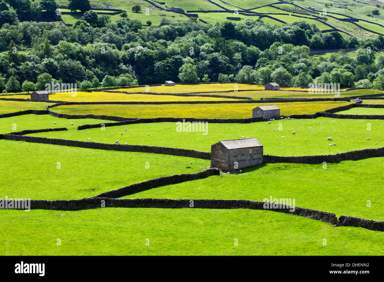 Barns and dry stone walls in meadows at Gunnerside, Swaledale ...