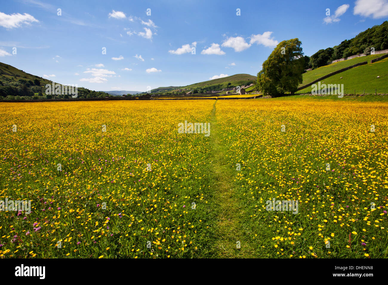 Yorkshire buttercup meadows hi-res stock photography and images - Alamy