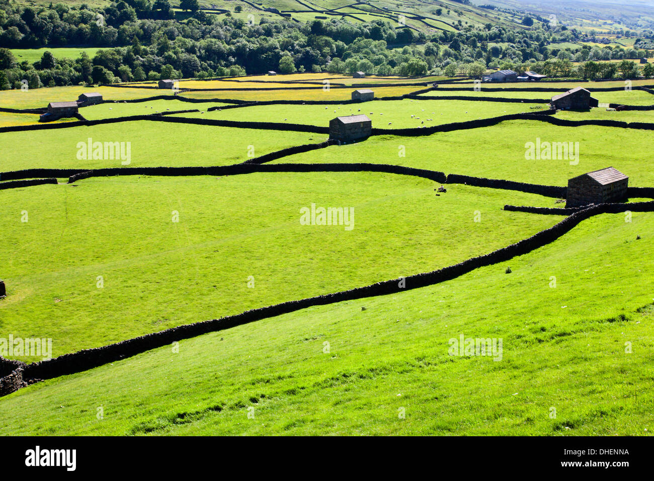 Barn and dry stone walls in meadows at Gunnerside, Swaledale, Yorkshire ...