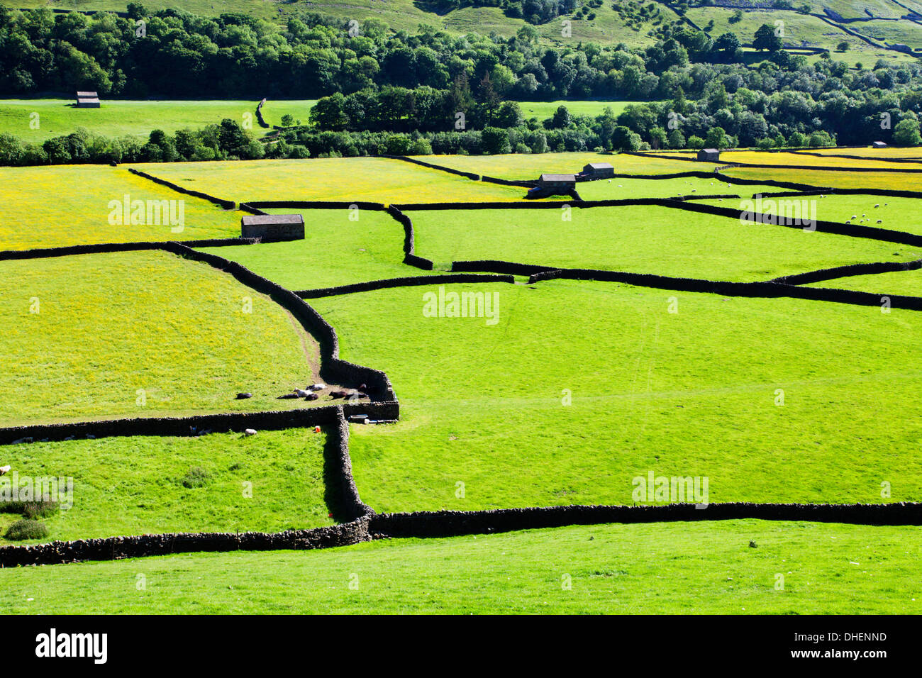 Barn and dry stone walls in meadows at Gunnerside, Swaledale, Yorkshire ...