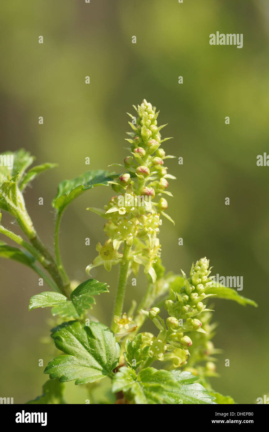 Alpine currant hi-res stock photography and images - Alamy