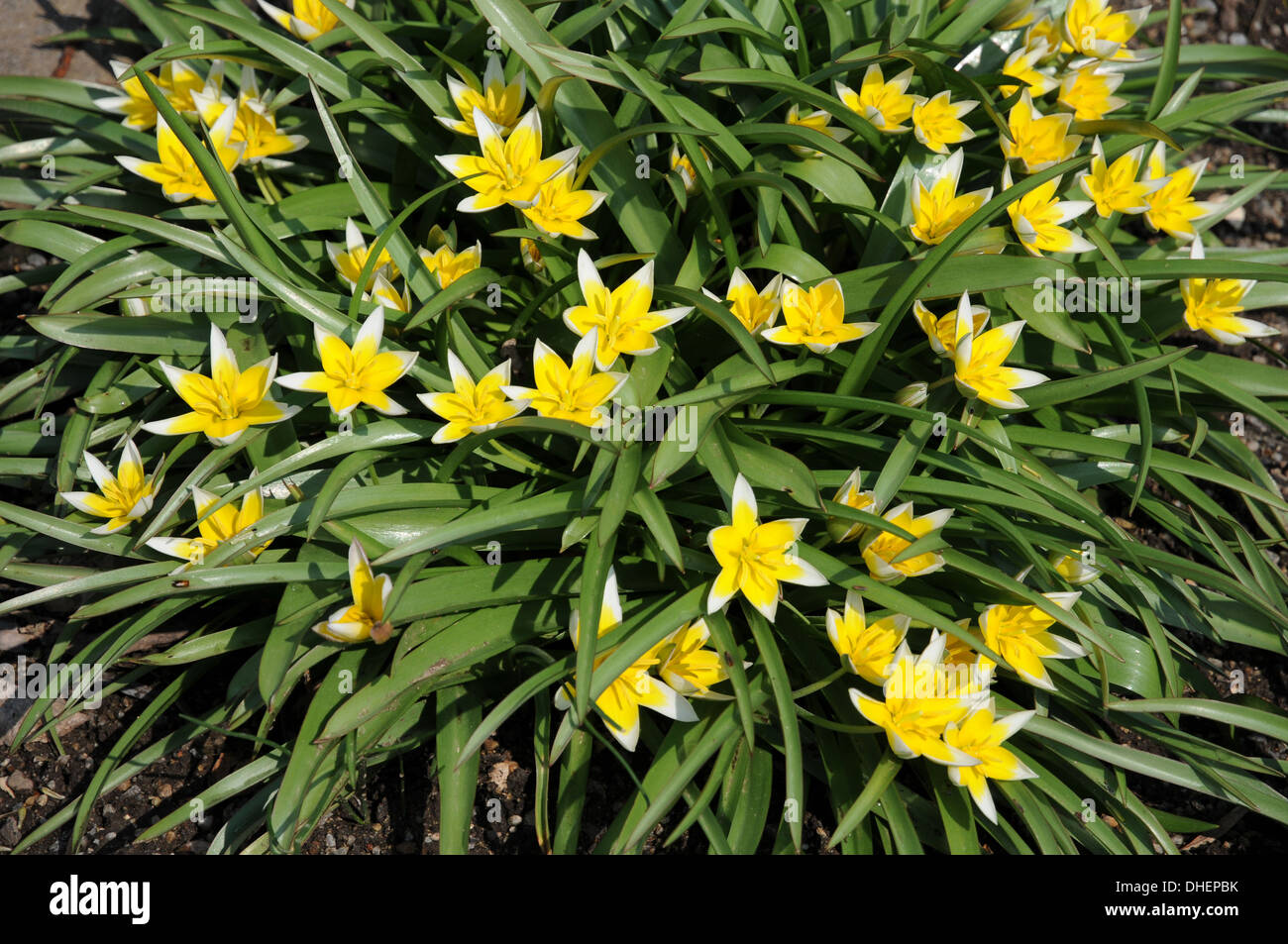 Late tulips hi-res stock photography and images - Alamy