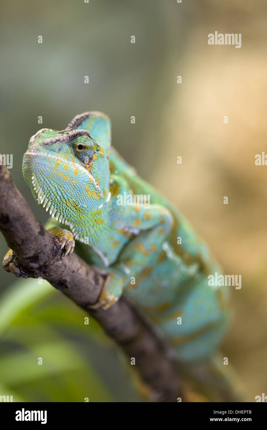 Yemen chameleon chamaeleo calypratus hi-res stock photography and ...