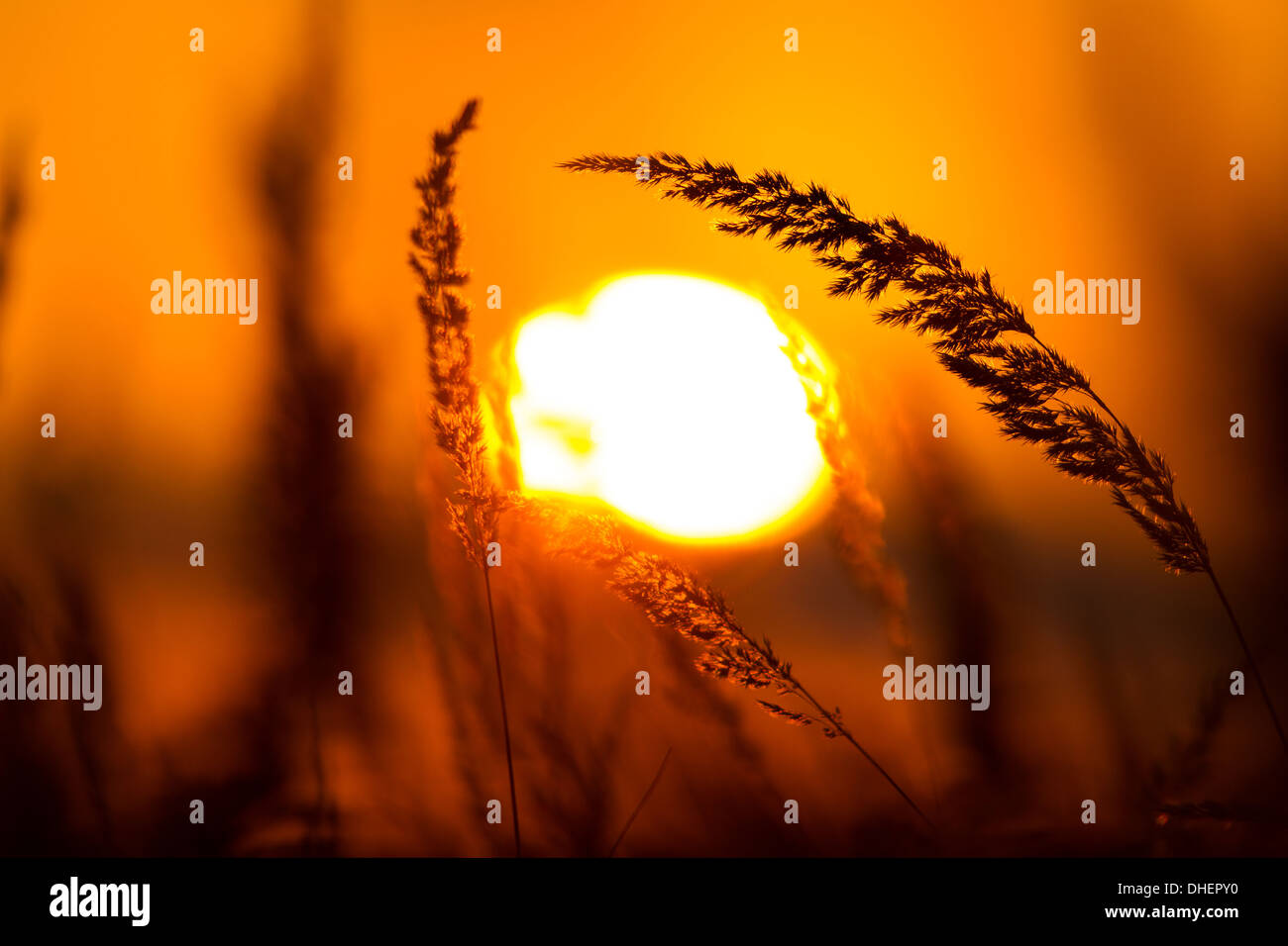 Grass landscape in the wonderful sunset light Stock Photo - Alamy