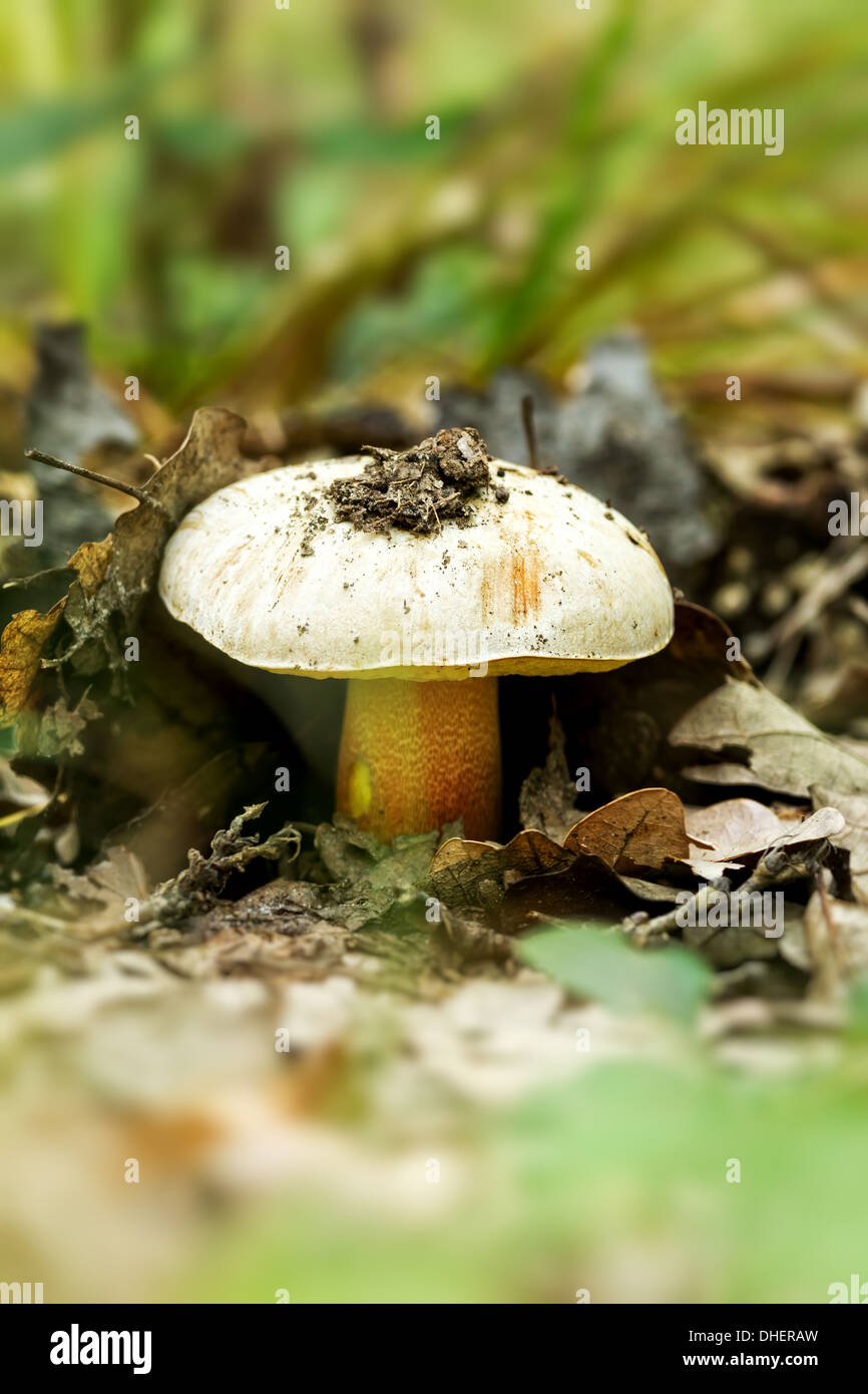 Boletus radicans hi-res stock photography and images - Alamy