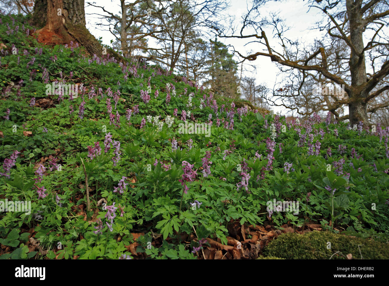 Bulbous corydalis corydalis bulbosa flowering hi-res stock photography ...
