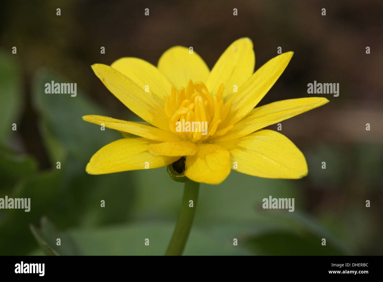 Lesser celandine, Ficaria verna Stock Photo - Alamy