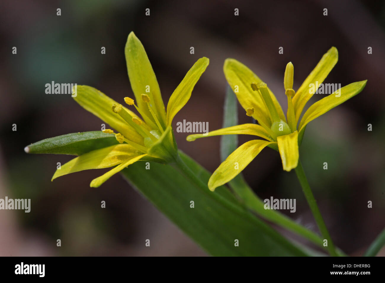 Gagea hi-res stock photography and images - Alamy