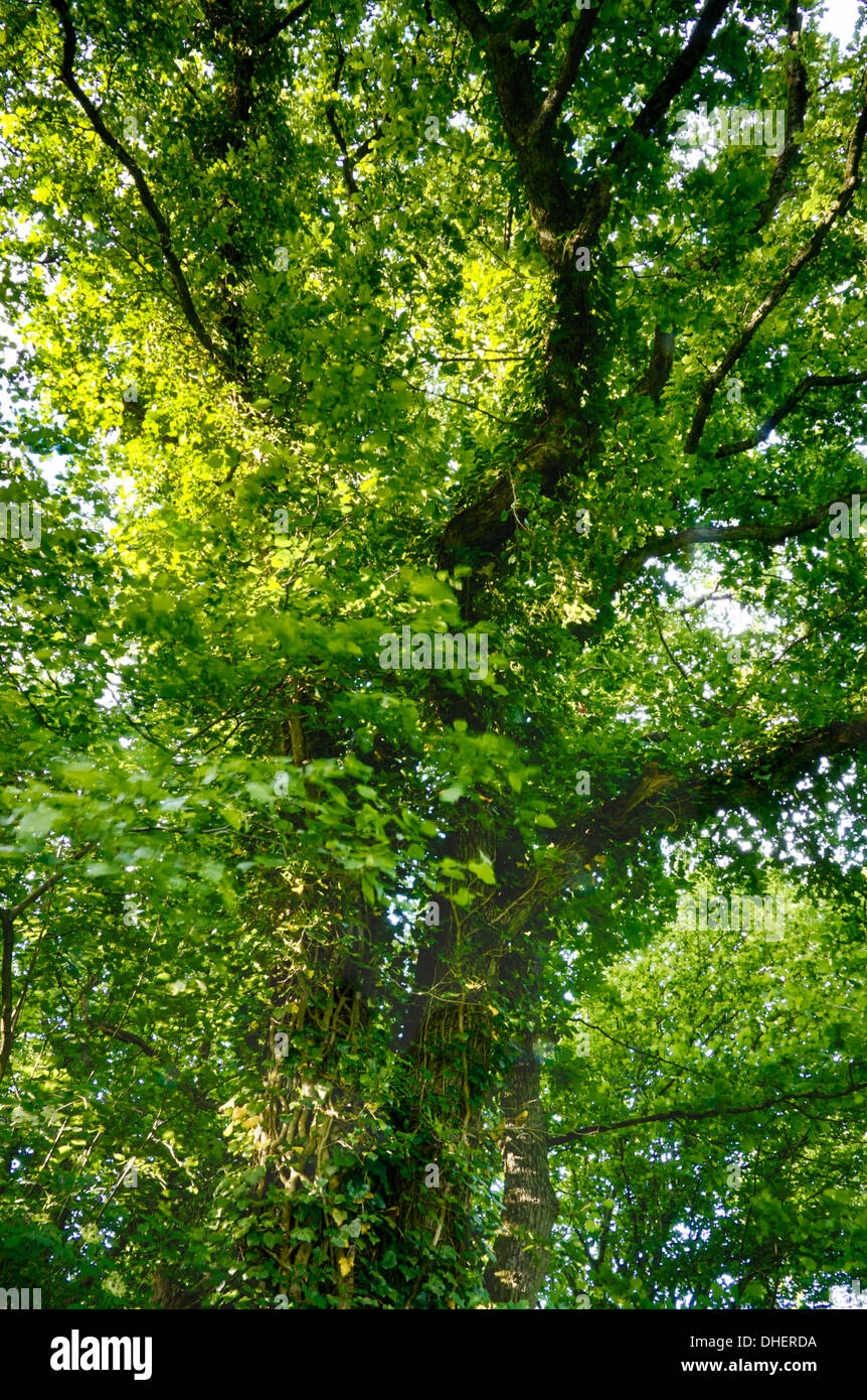 Valley of the green trees Stock Photo - Alamy