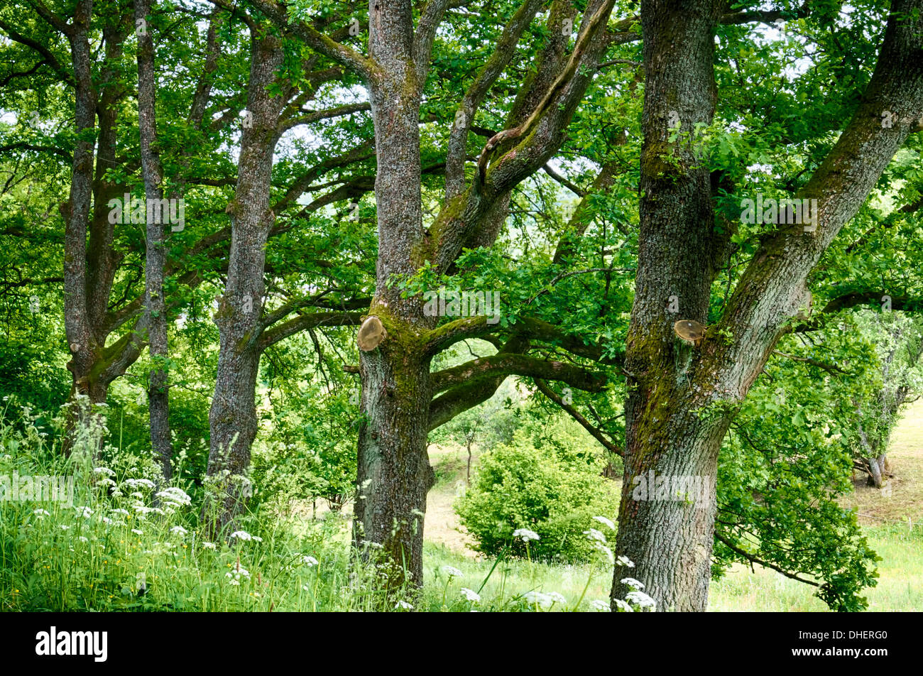 Valley of the green trees Stock Photo - Alamy