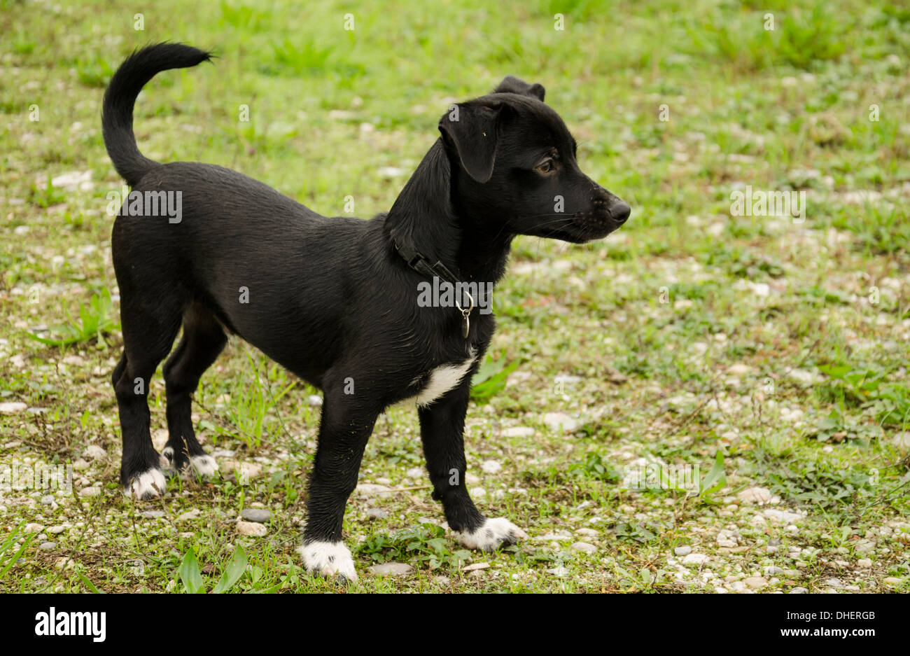 Blacky, the cute puppy Stock Photo - Alamy