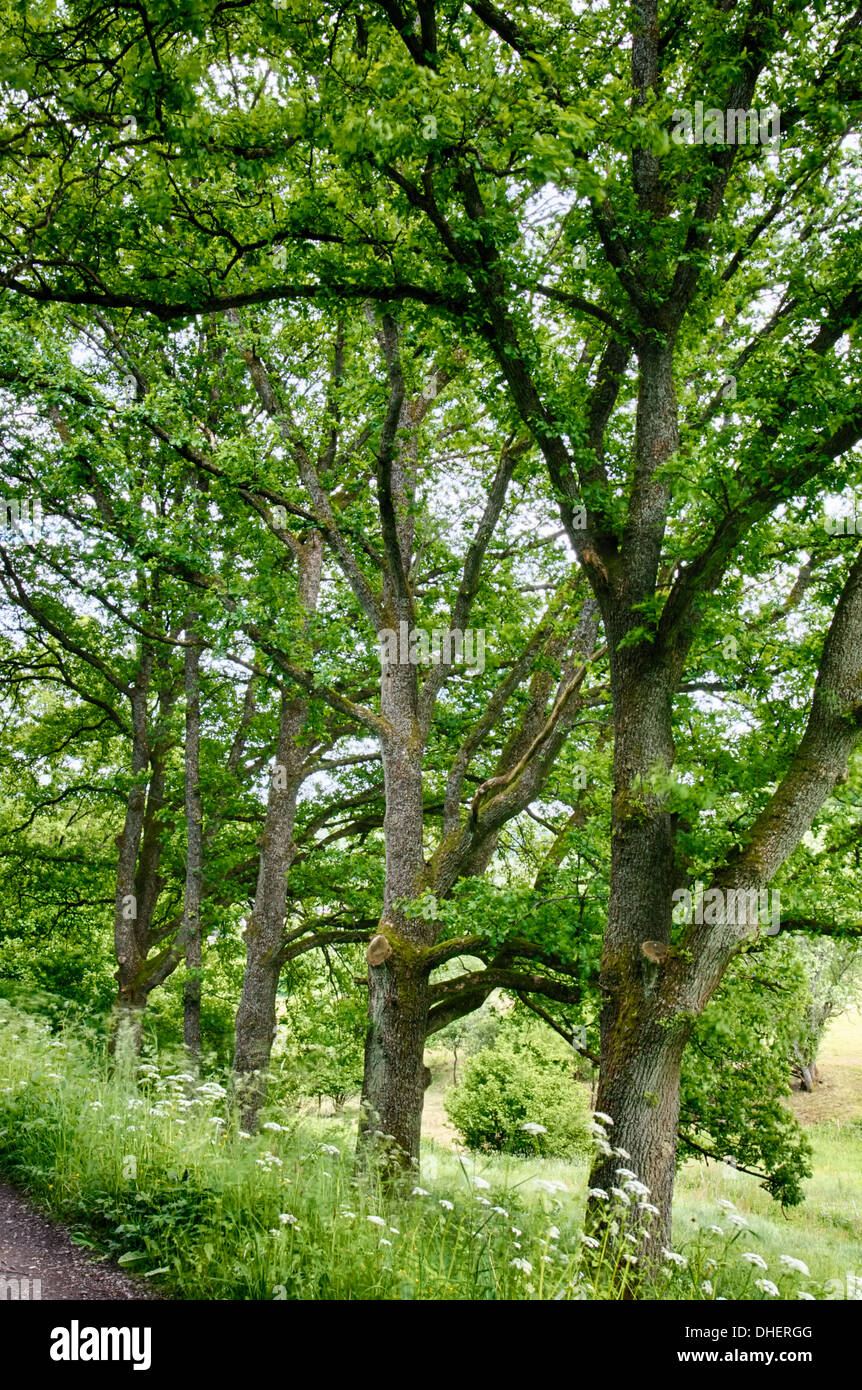 Valley of the green trees Stock Photo - Alamy