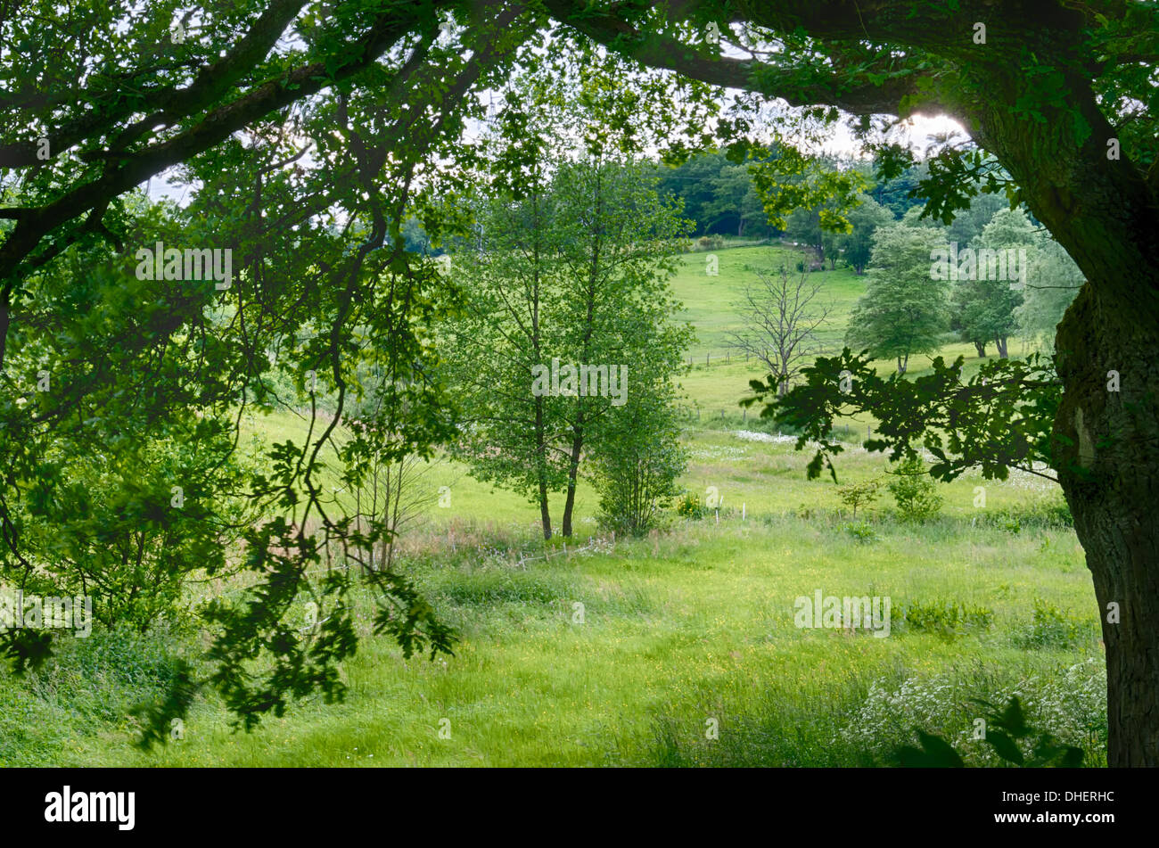 Valley of the green trees Stock Photo - Alamy