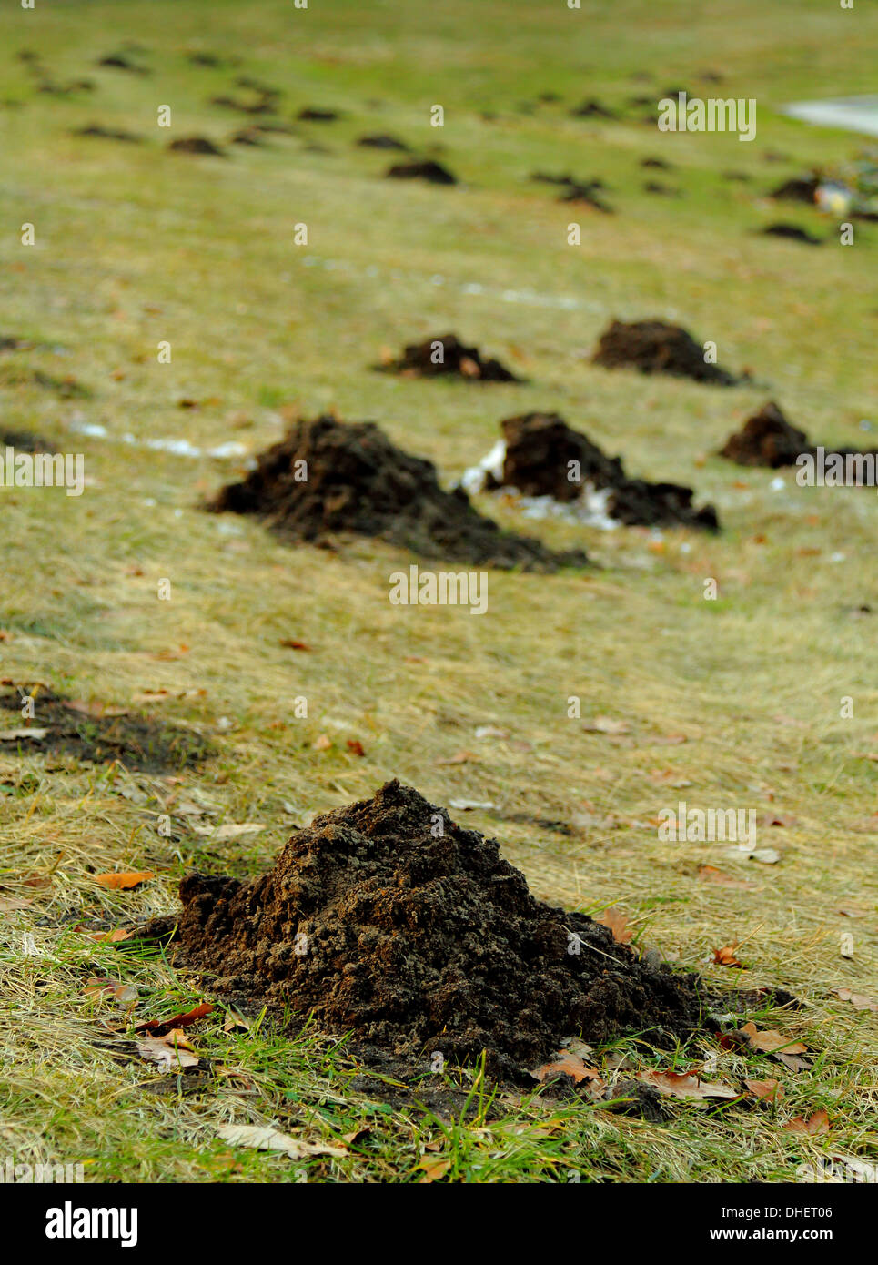 Garden mole hi-res stock photography and images - Alamy