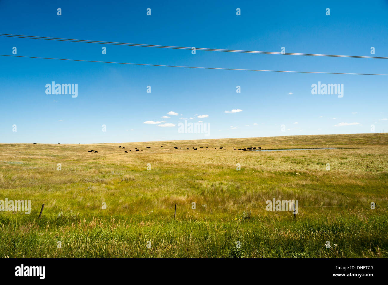 Buffaloes alberta canada hi-res stock photography and images - Alamy