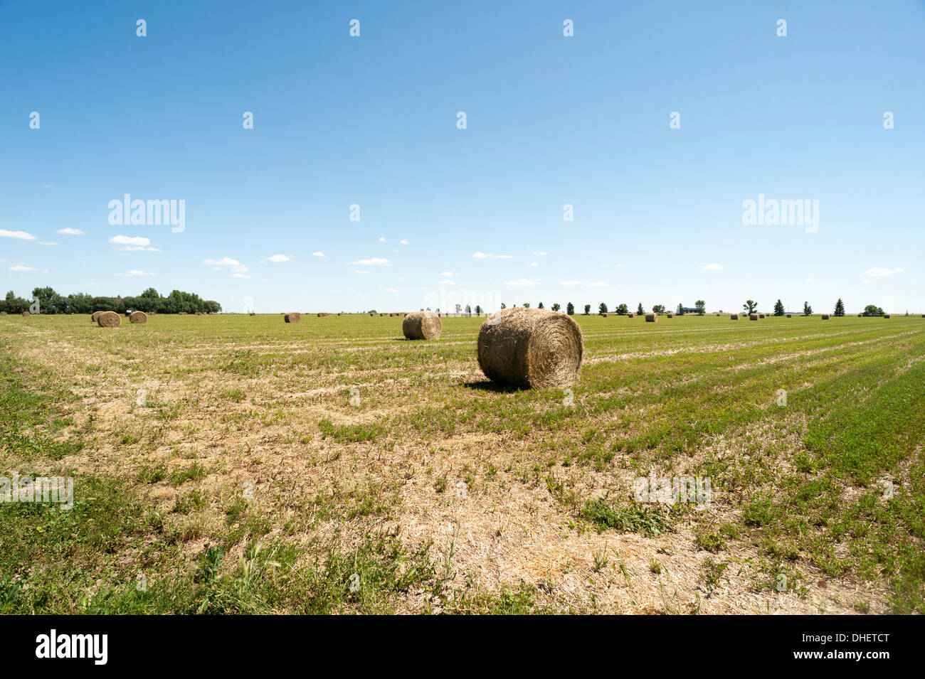 Hay stacks in a field in Canada Stock Photo - Alamy