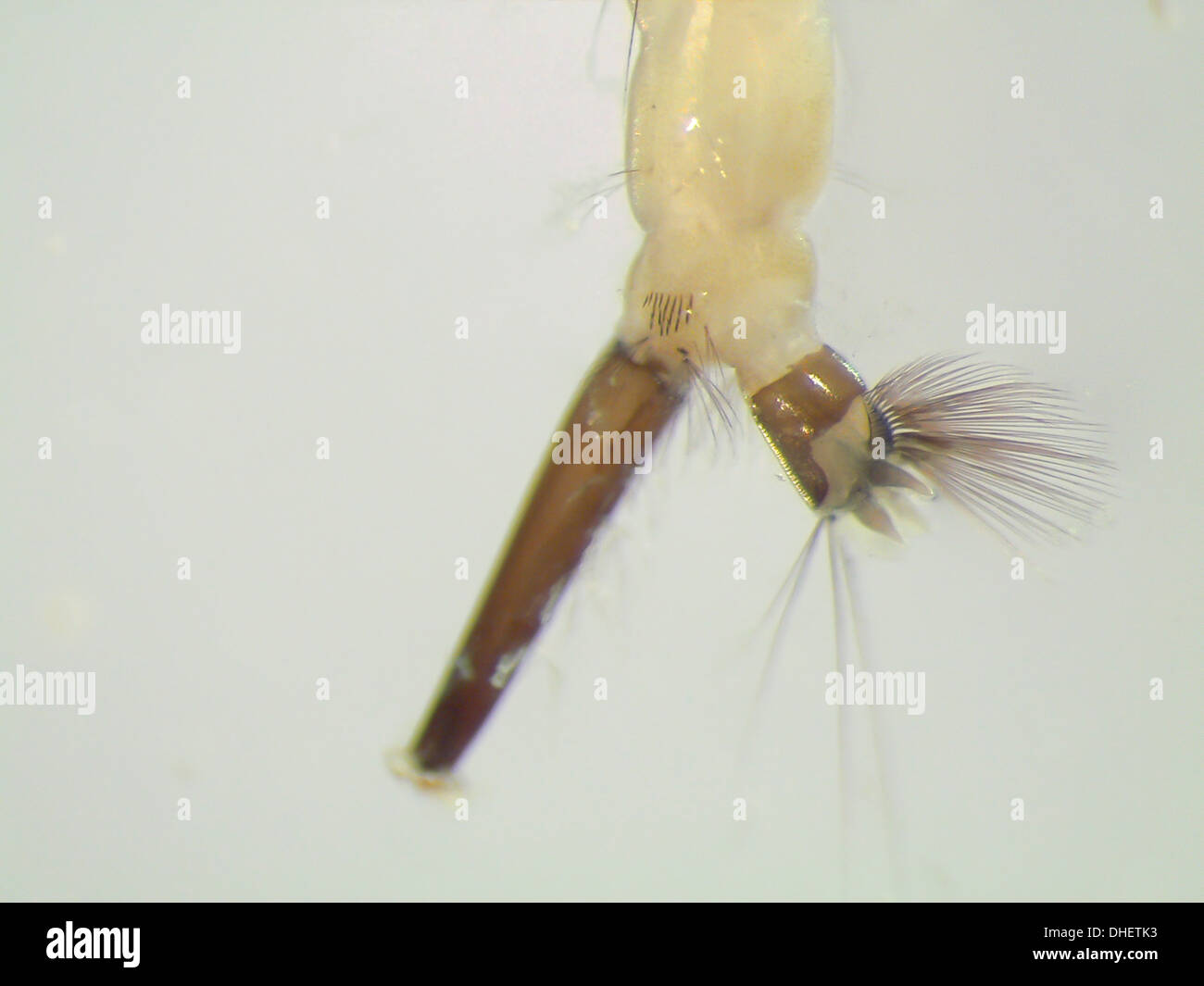 Mosquito larva under a microscope Stock Photo - Alamy