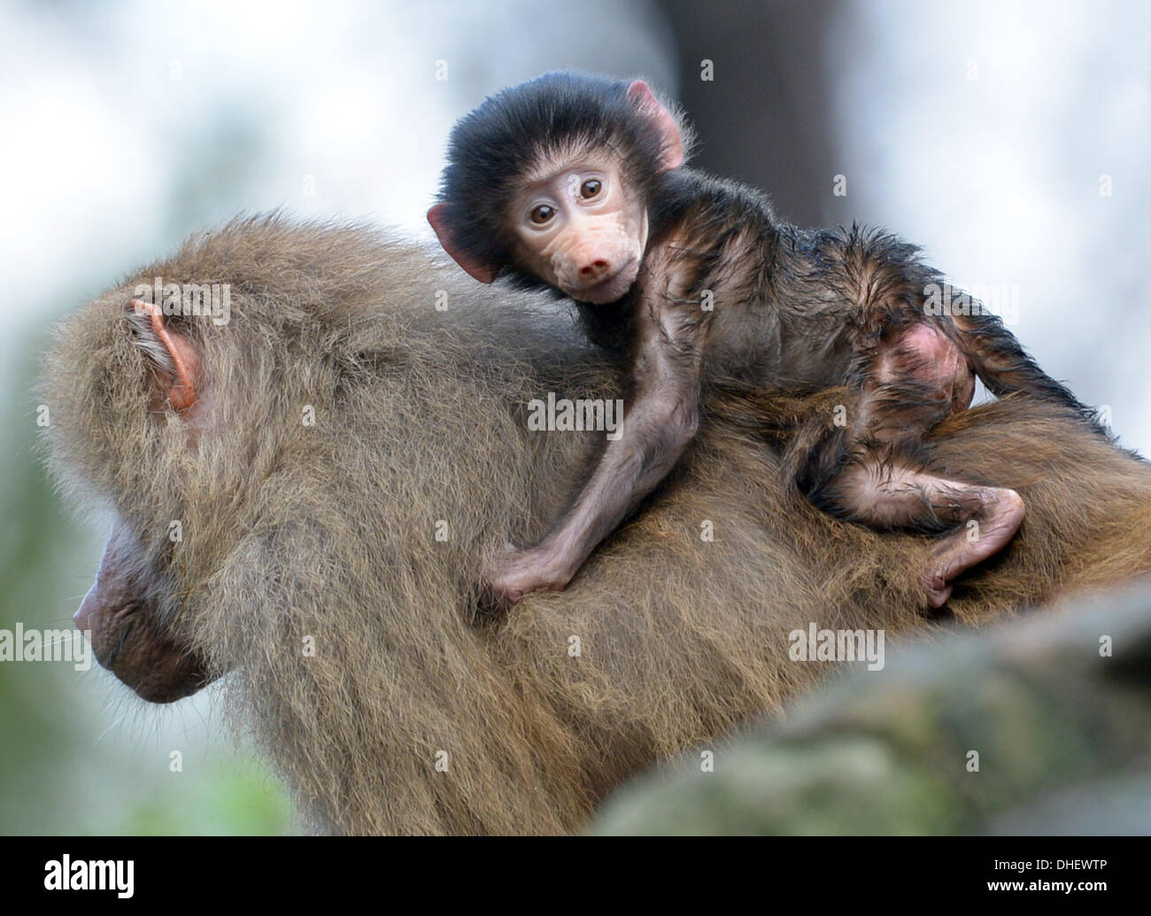 Berlin, Germany. 08th Nov, 2013. A young hamadryas baboon is carried by ...