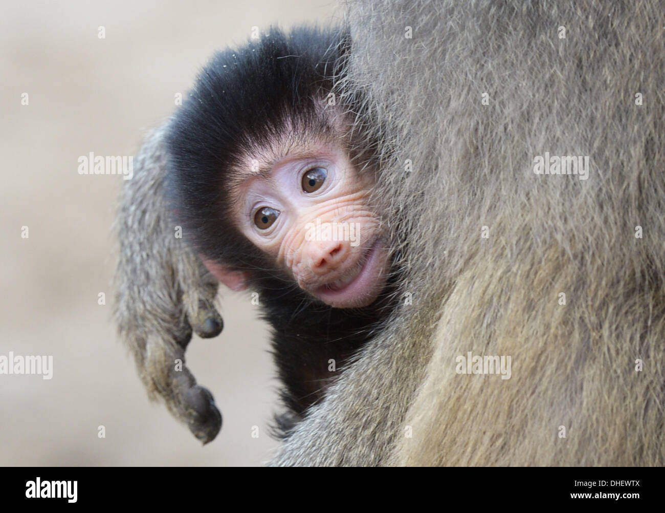 Berlin, Germany. 08th Nov, 2013. A young hamadryas baboon is carried by ...