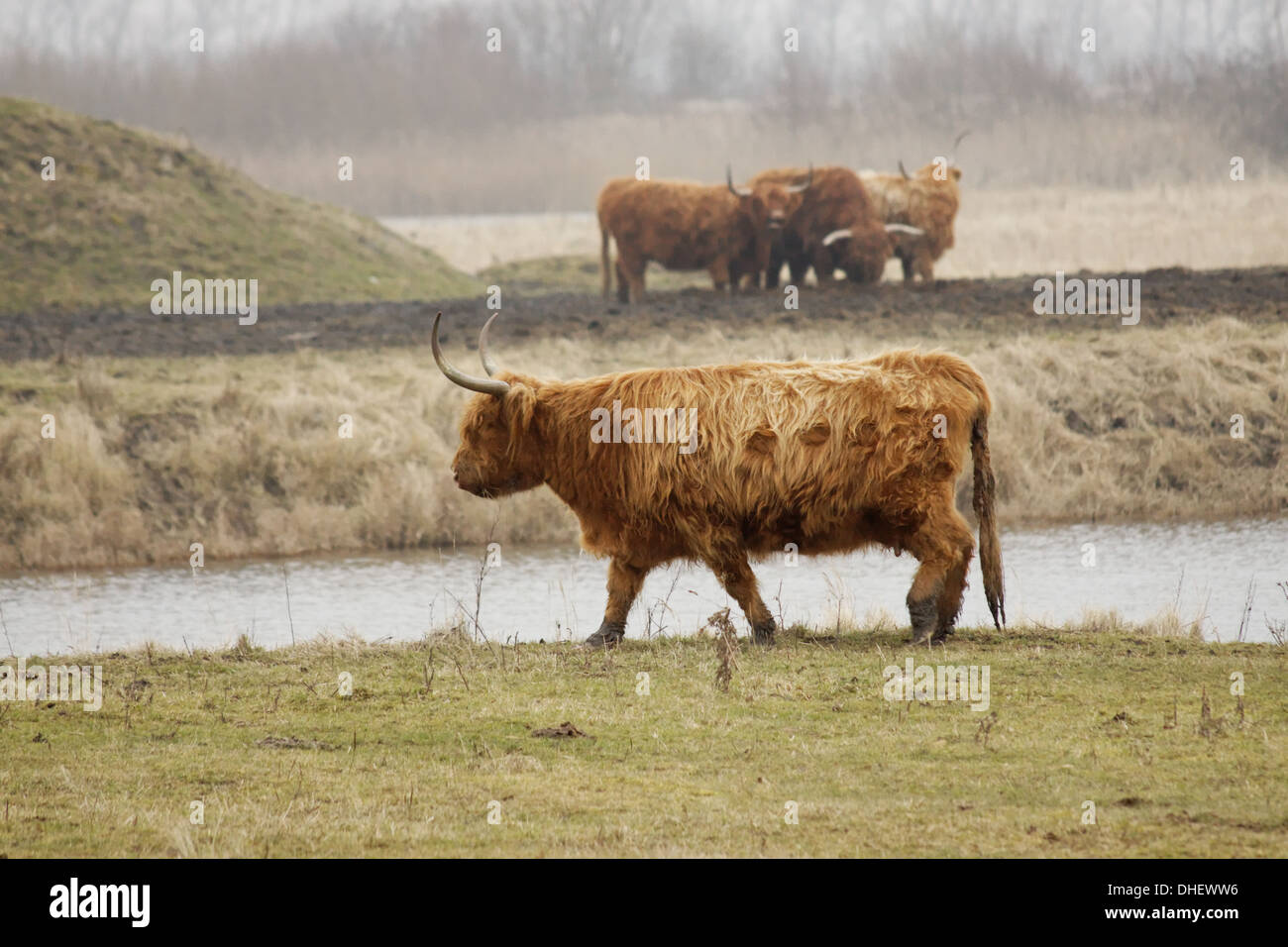 Galloway rinder hi-res stock photography and images - Alamy