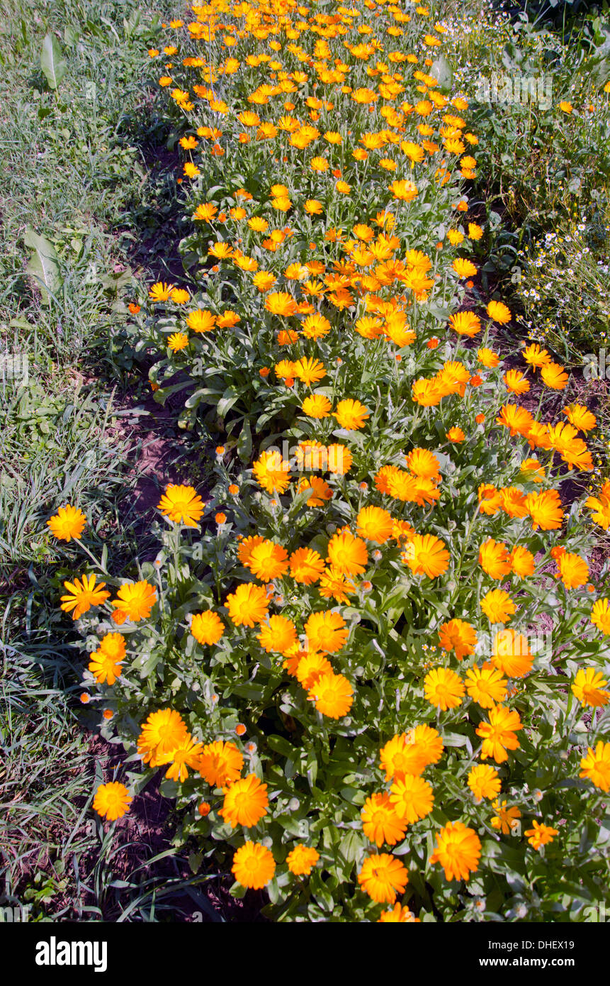 calendula medical herb Marigold flowers in summer flower bed Stock ...