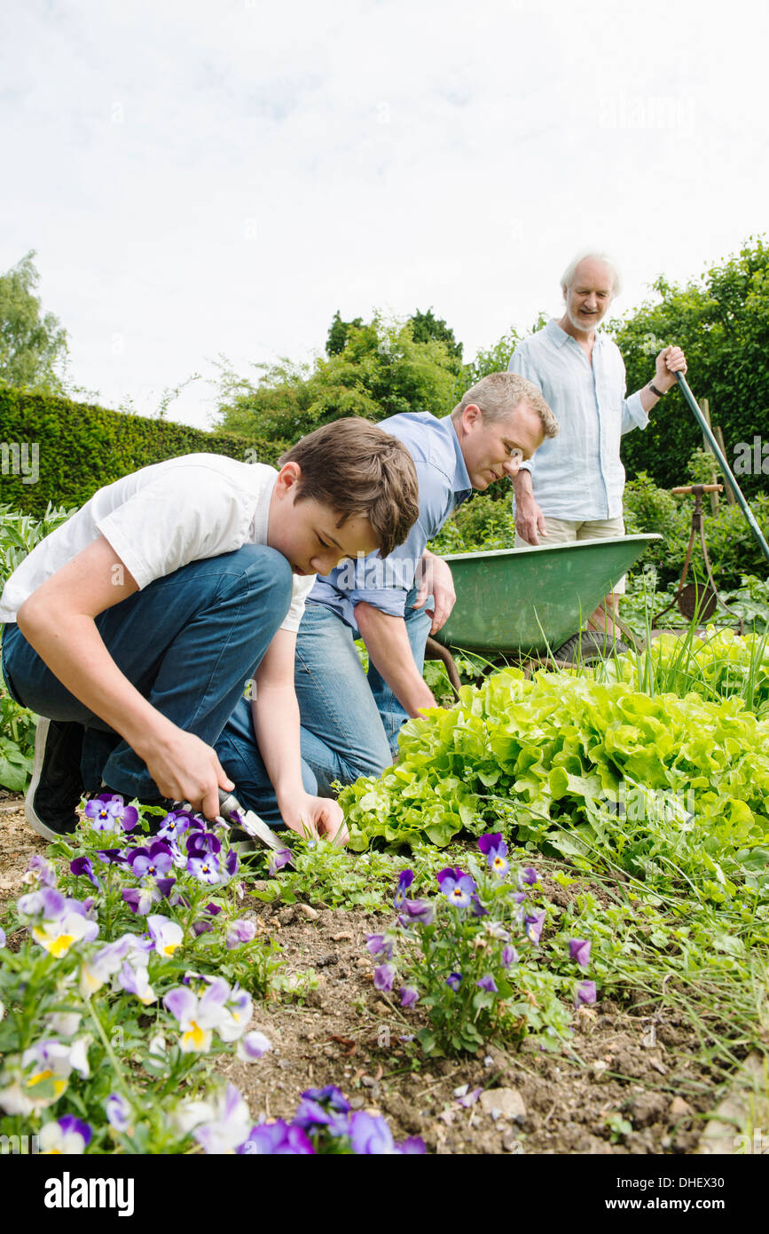 Grandfather, father and son gardening Stock Photo - Alamy