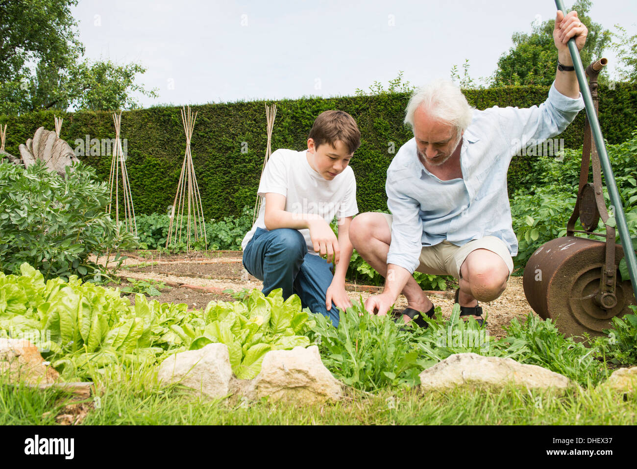 Older adult gardening hi-res stock photography and images - Alamy