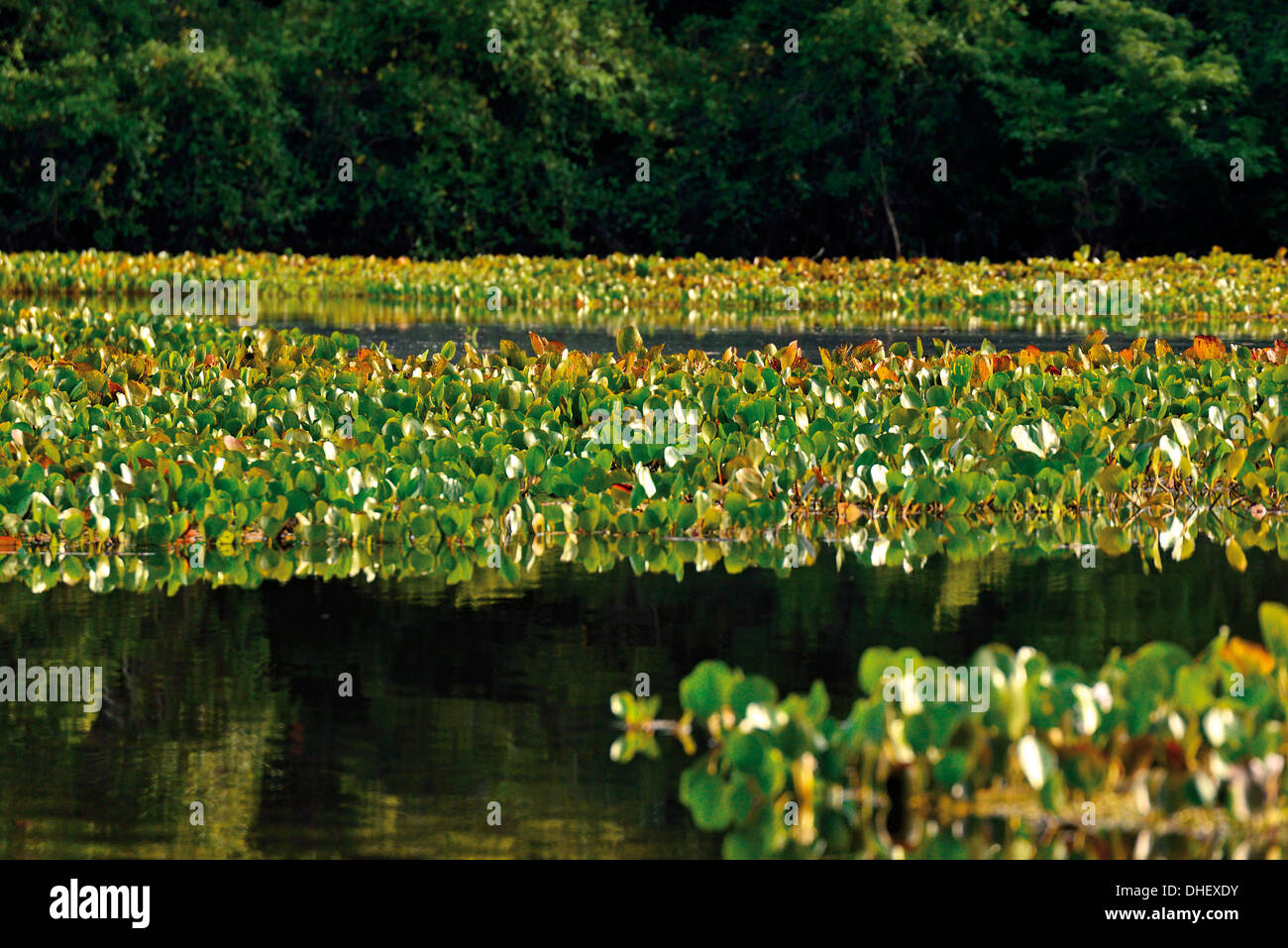 Brazil, Pantanal: River Rio Claro covered with water hyacinths ...