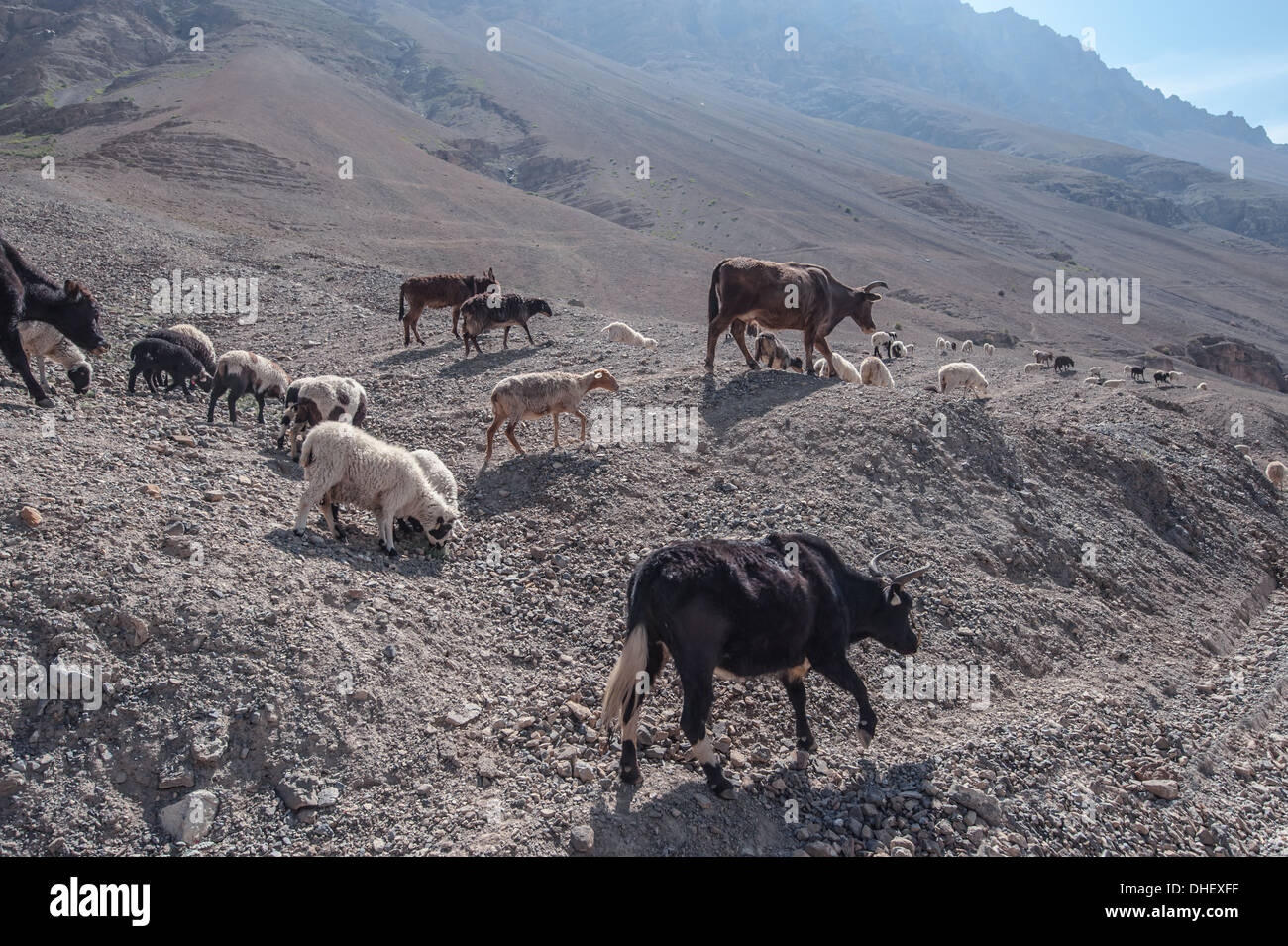 sheeps nad cows on Himalaya mountain Stock Photo - Alamy