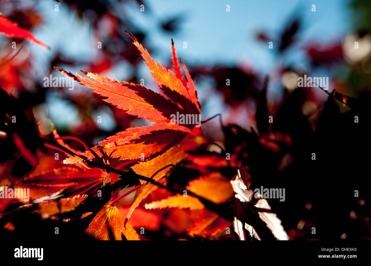 The Autumn colours on a red leafed Acer tree as they are looking at ...