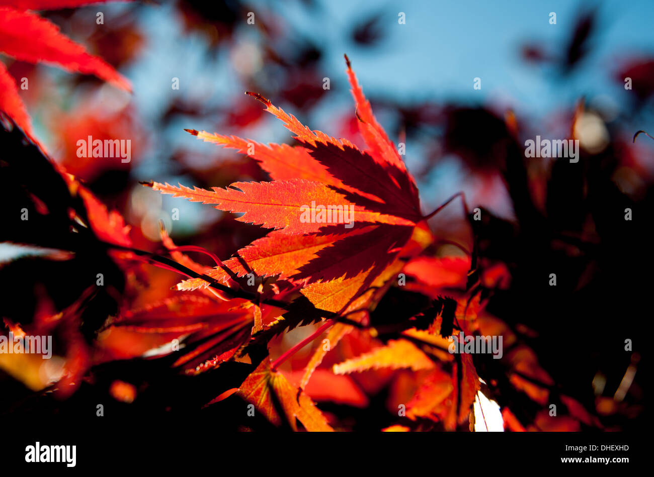 The Autumn colours on a red leafed Acer tree as they are looking at ...