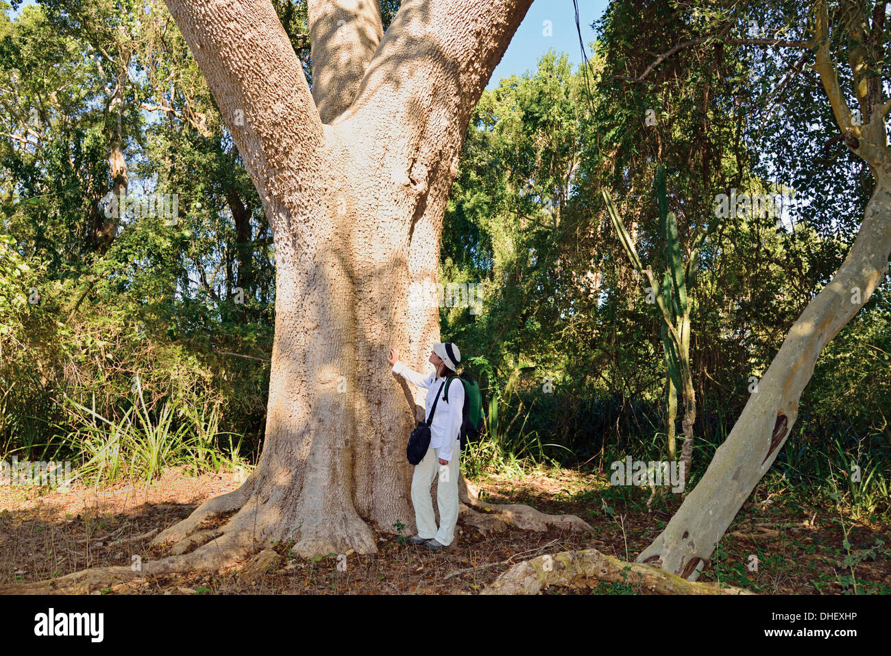 Brazil, Pantanal: Woman aside of a giant "Carrapicho" tree (Pisonia ...