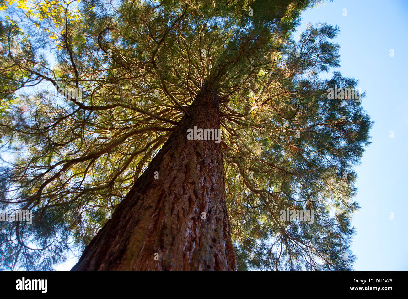 Sierra redwood tree hi-res stock photography and images - Alamy