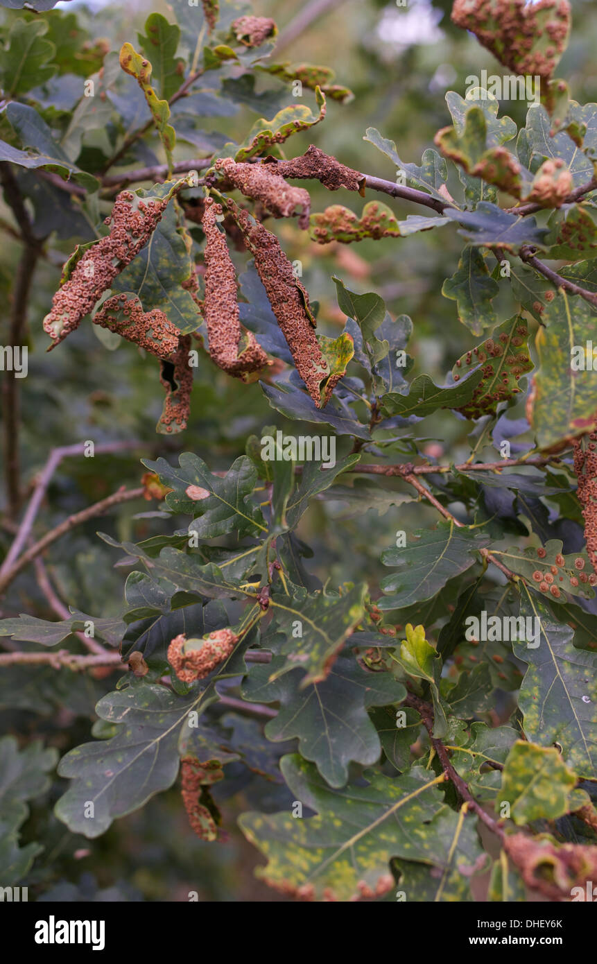 Tree gall disease hi-res stock photography and images - Alamy