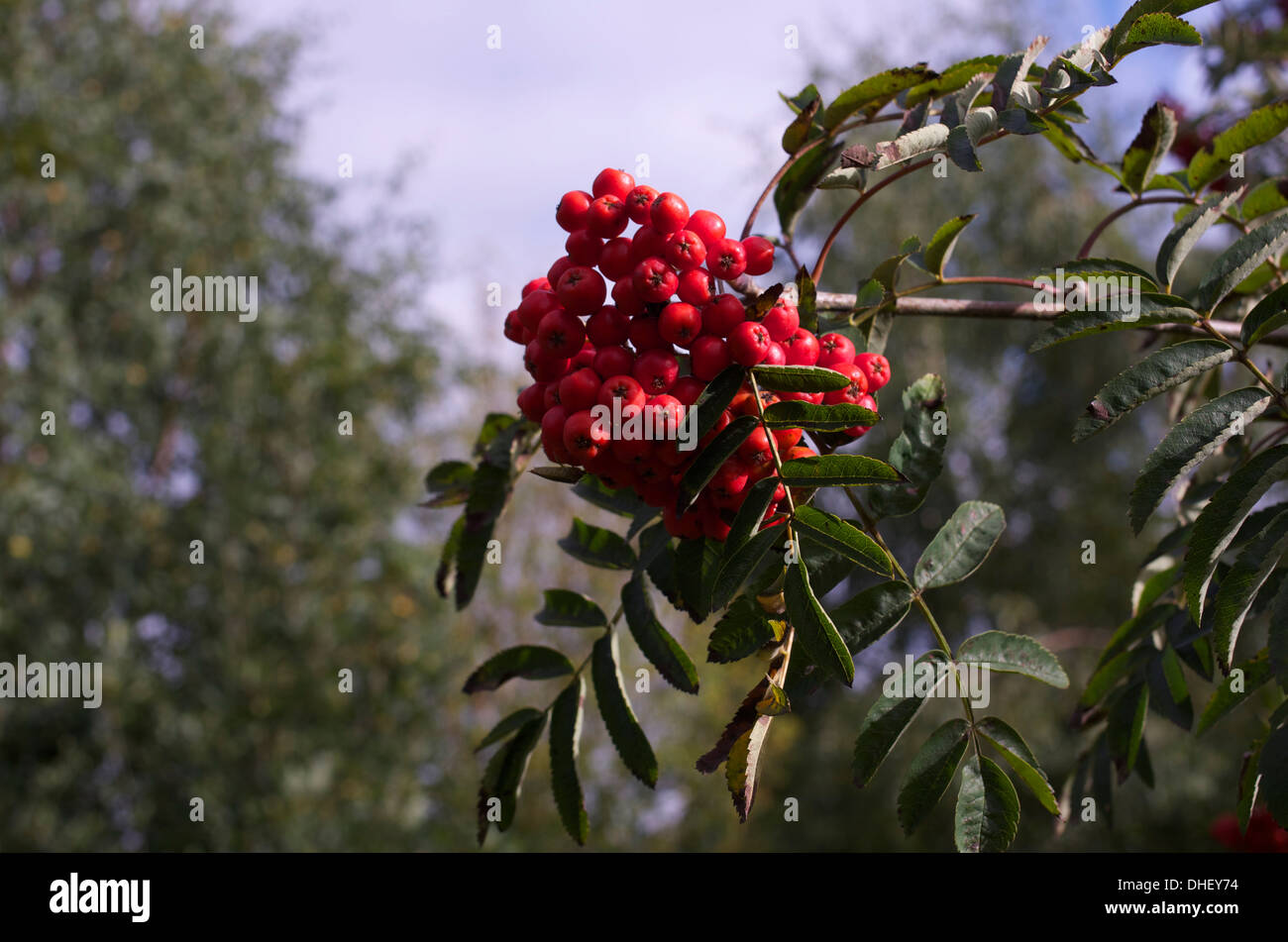 Rowan tree autumn hi-res stock photography and images - Alamy