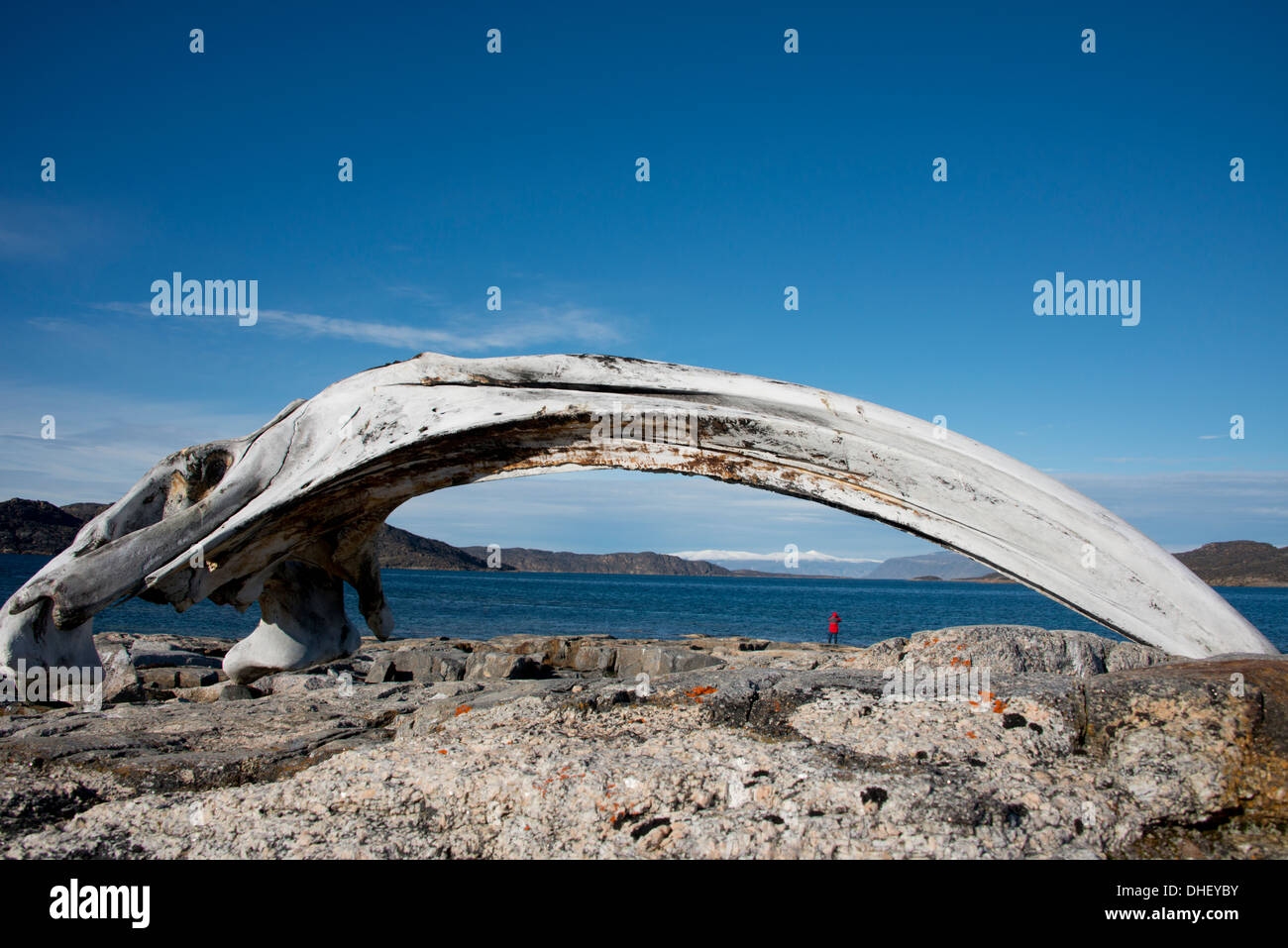 Whale jaw bone hi-res stock photography and images - Alamy