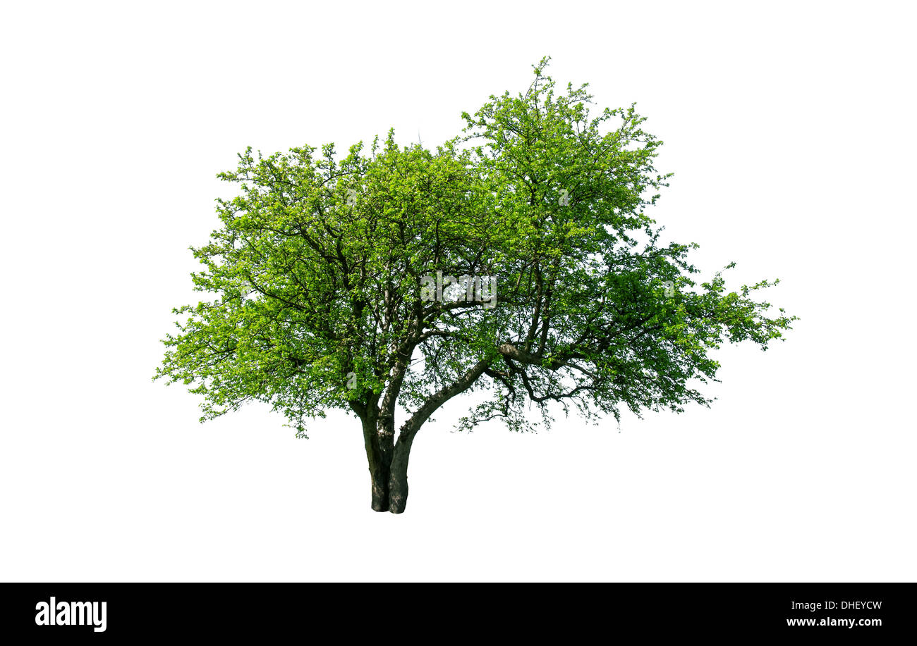 green tree isolated on white Stock Photo - Alamy