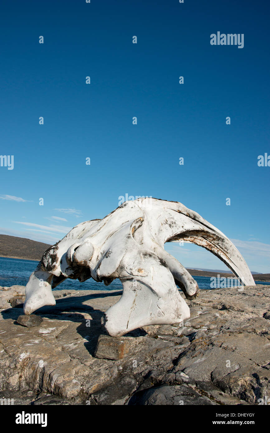 Whale jaw bone hi-res stock photography and images - Alamy